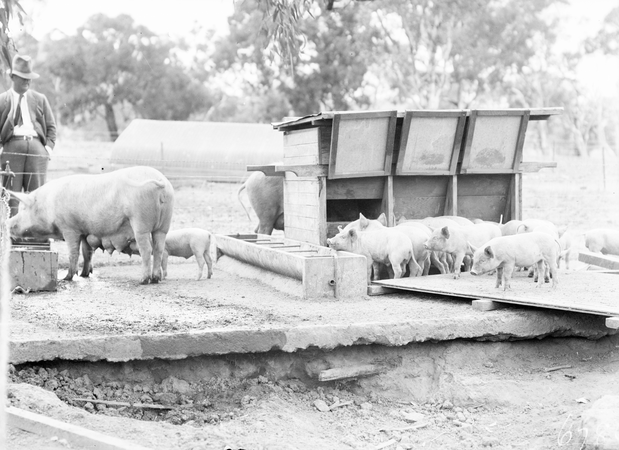 Pigs at the feeding trough at the Government hog farm off the Federal ...